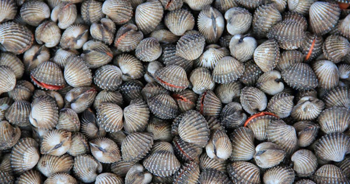 Bilim insanları deniztaraklarının “disko” ışıklarına ilgili olduğunu ...